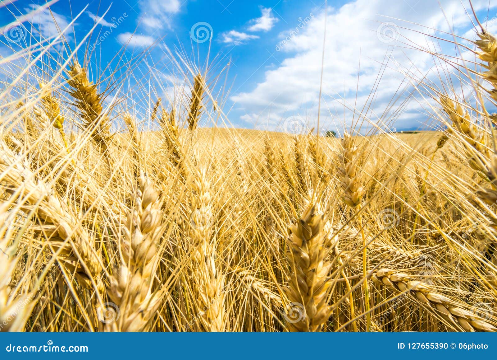 Wheat field in China stock photo. Image of asia, grass - 127655390