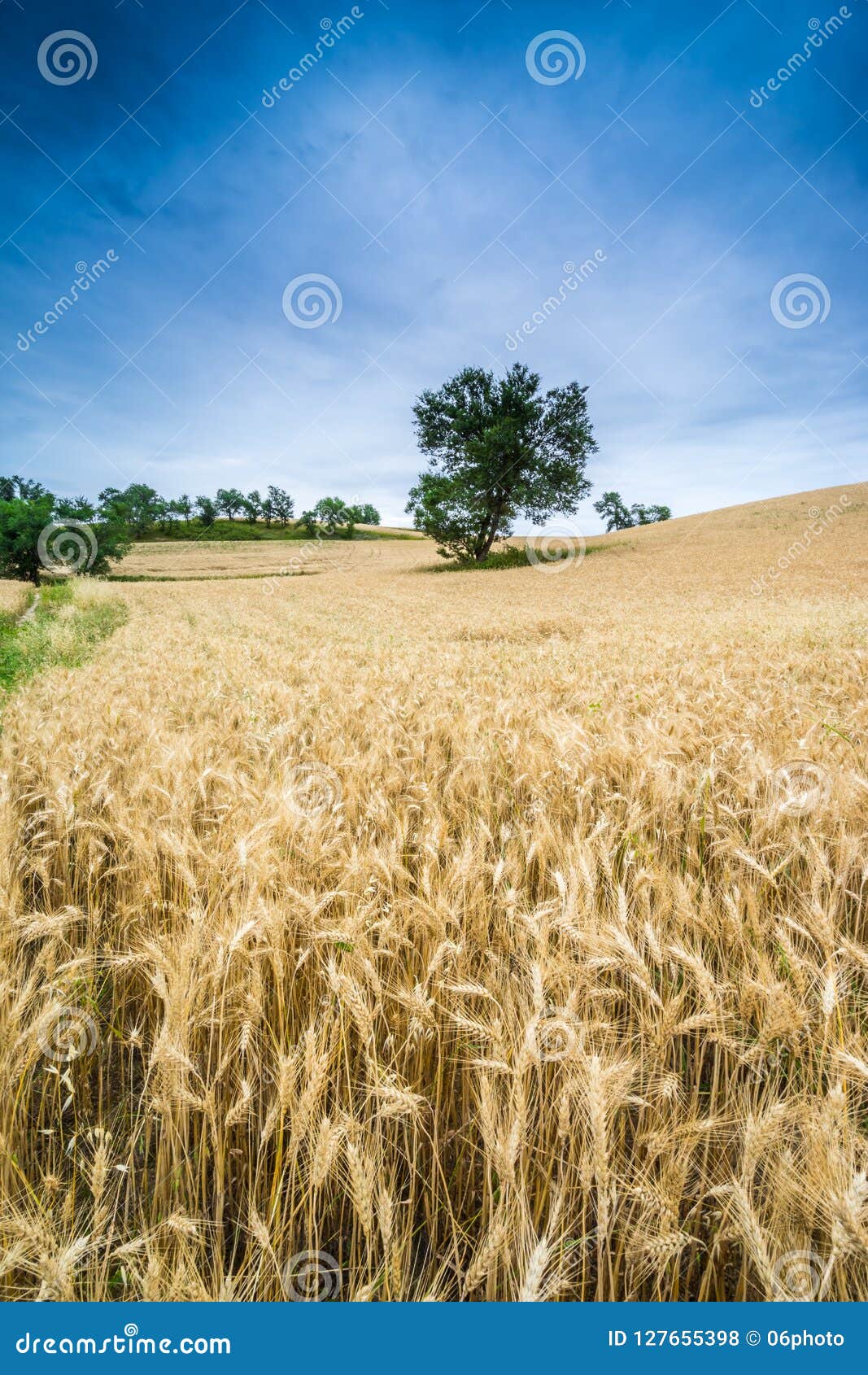Wheat field in China stock photo. Image of farming, harvest - 127655398