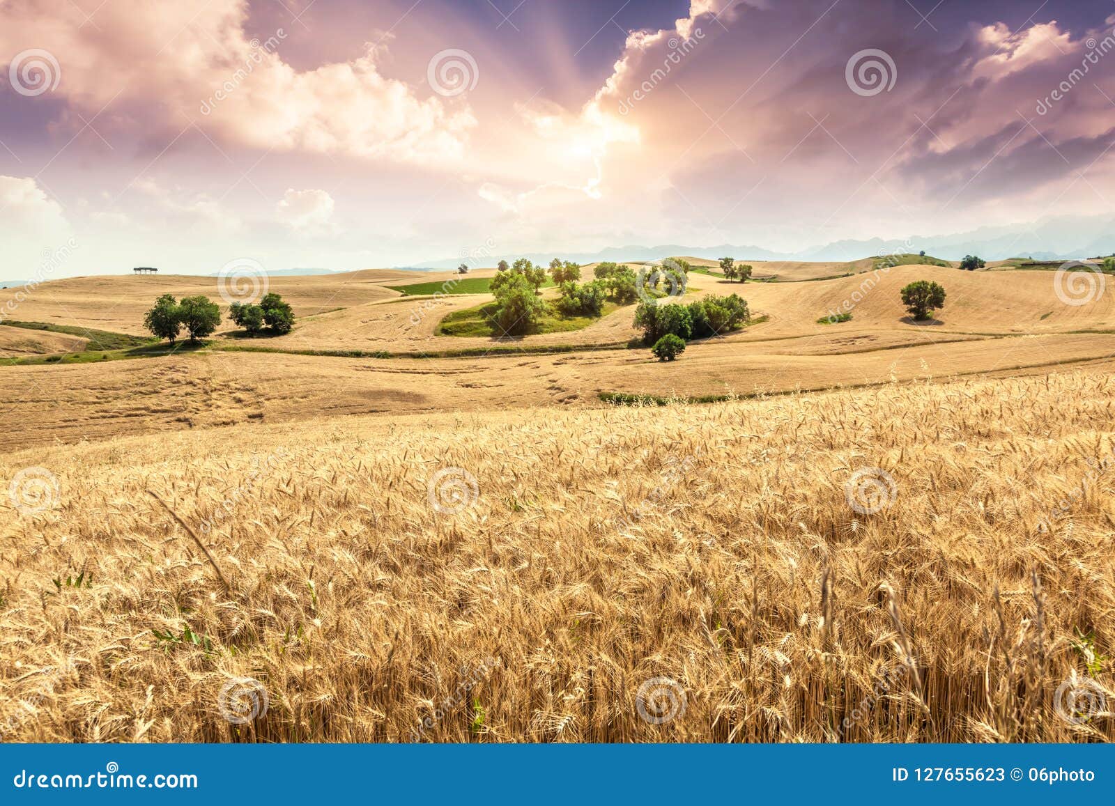 Wheat field in China stock image. Image of asia, china - 127655623