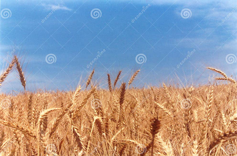 Wheat field classic stock photo. Image of wheat, field - 137982