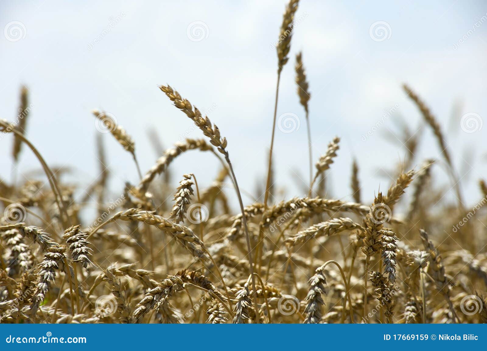 Wheat Field Close-up stock image. Image of beautiful - 17669159