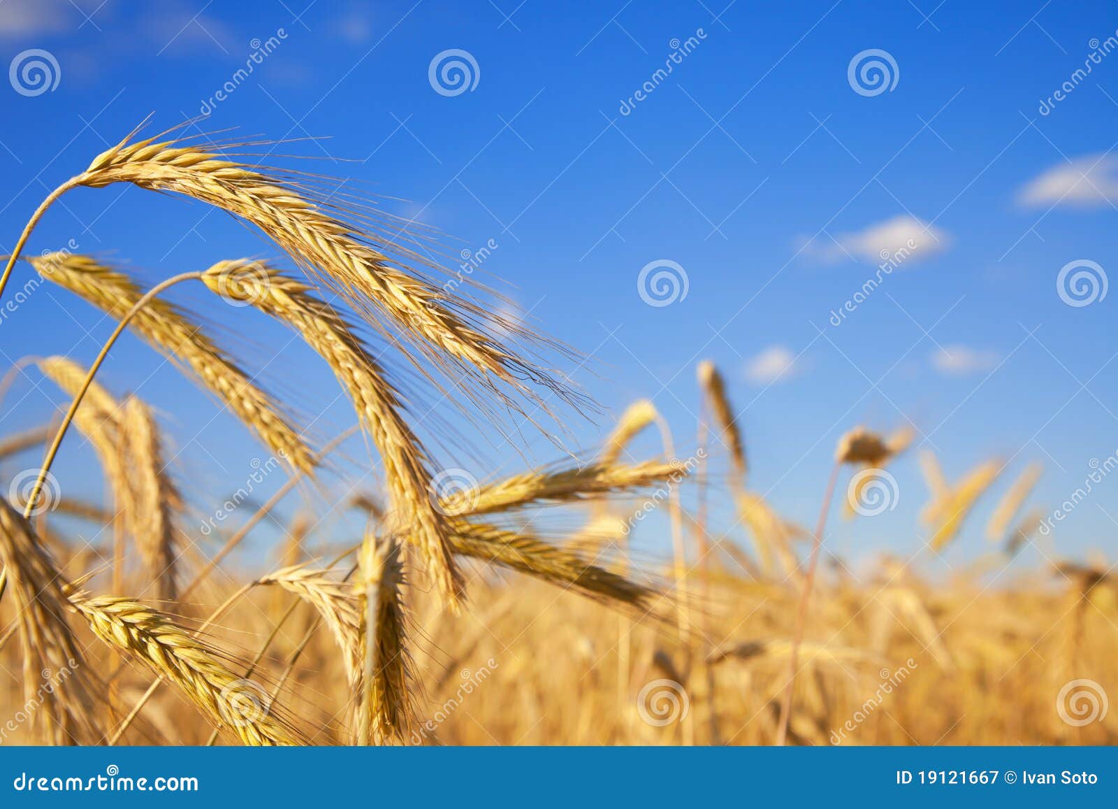 Wheat field close up stock image. Image of plant, countryside - 19121667