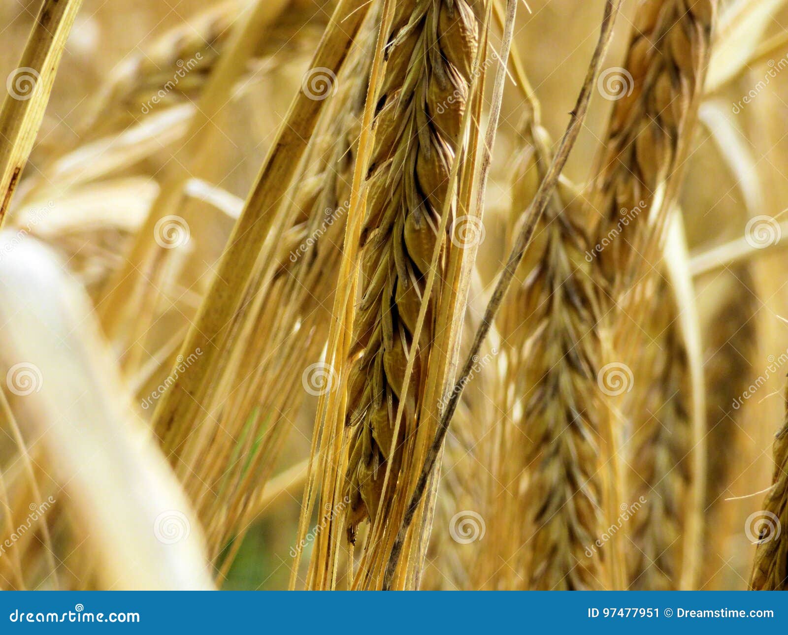 Wheat field close up stock image. Image of england, farmer - 97477951