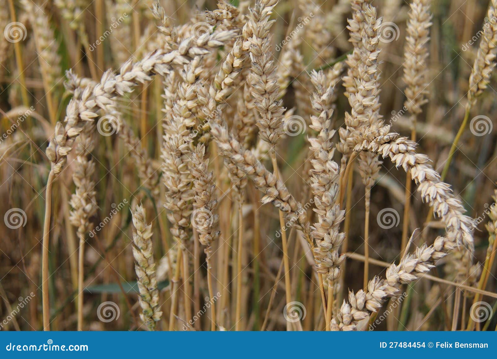 Wheat field closeup stock photo. Image of grain, nature - 27484454