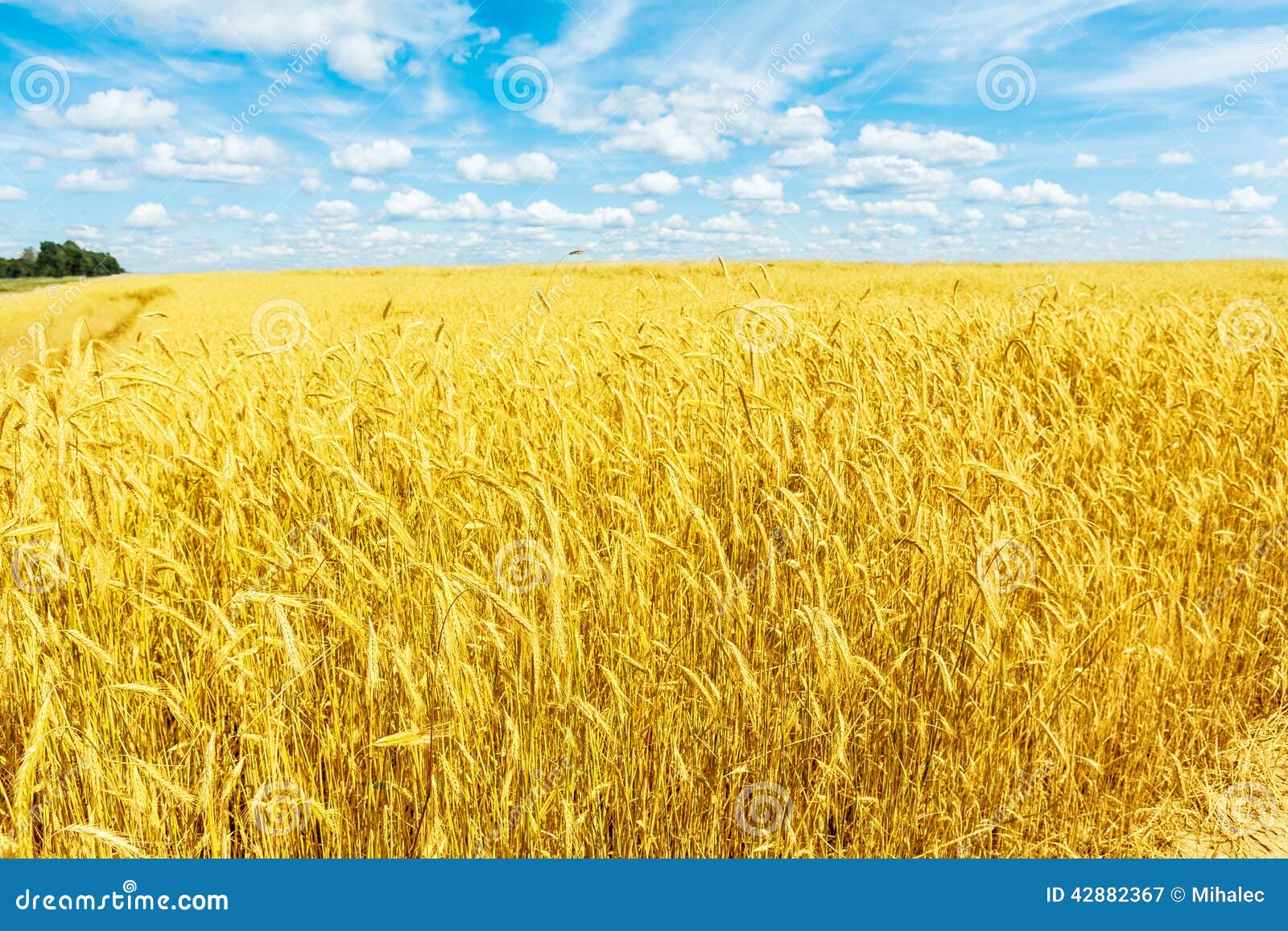 Wheat Field and Cloudy Heaven Stock Image - Image of clear, field: 42882367