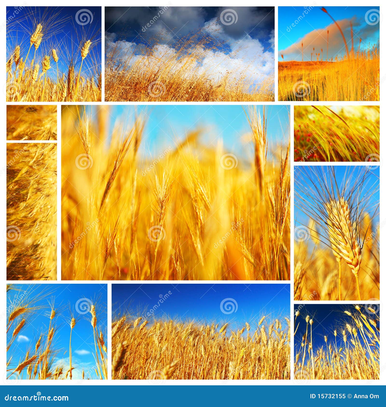 Wheat field collage stock image. Image of grain, agriculture - 15732155