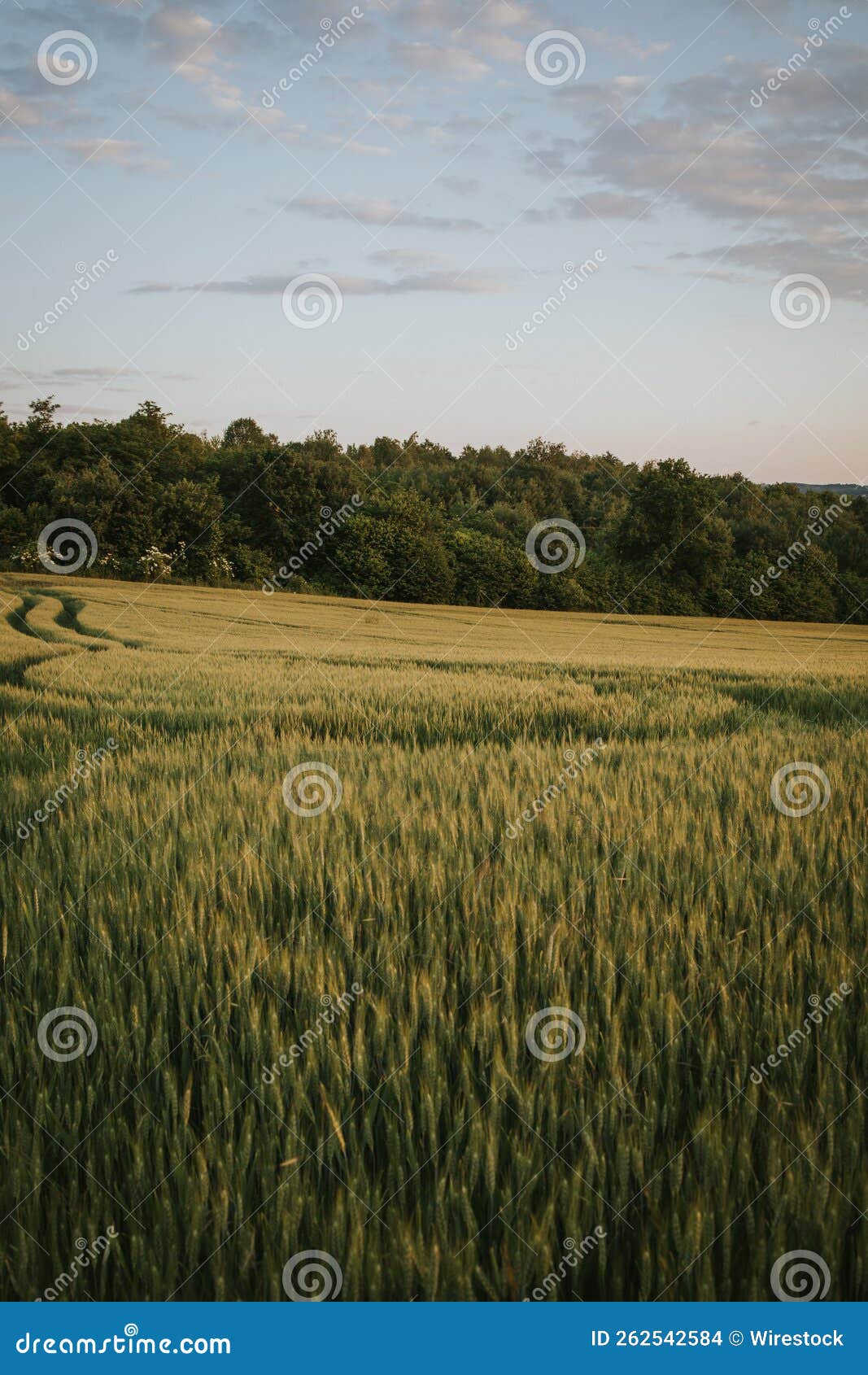 Wheat Field in the Countryside Stock Photo - Image of village, light ...