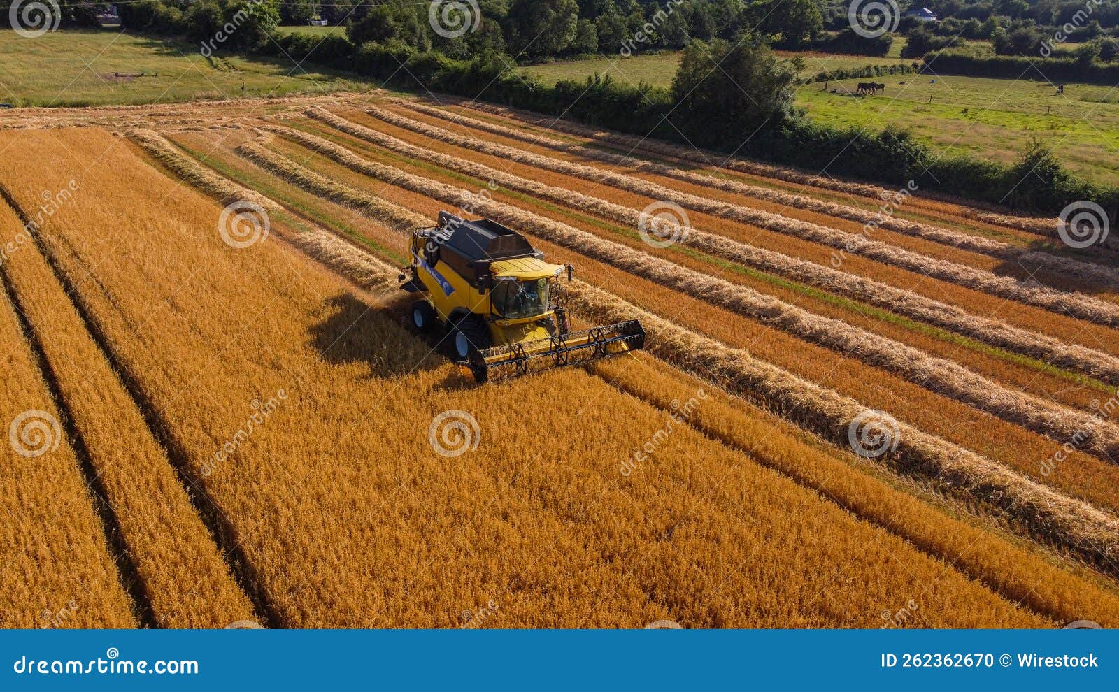 Wheat Field Cut by a Combine Harvester Editorial Image - Image of ...