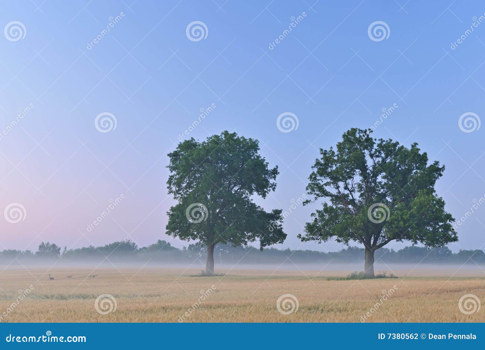 Wheat Field at Dawn stock photo. Image of nature, rural - 7380562