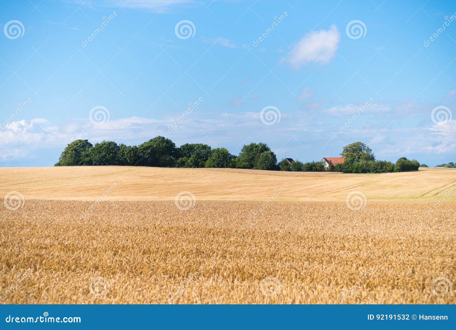 Wheat field in Denmark stock photo. Image of agriculture - 92191532