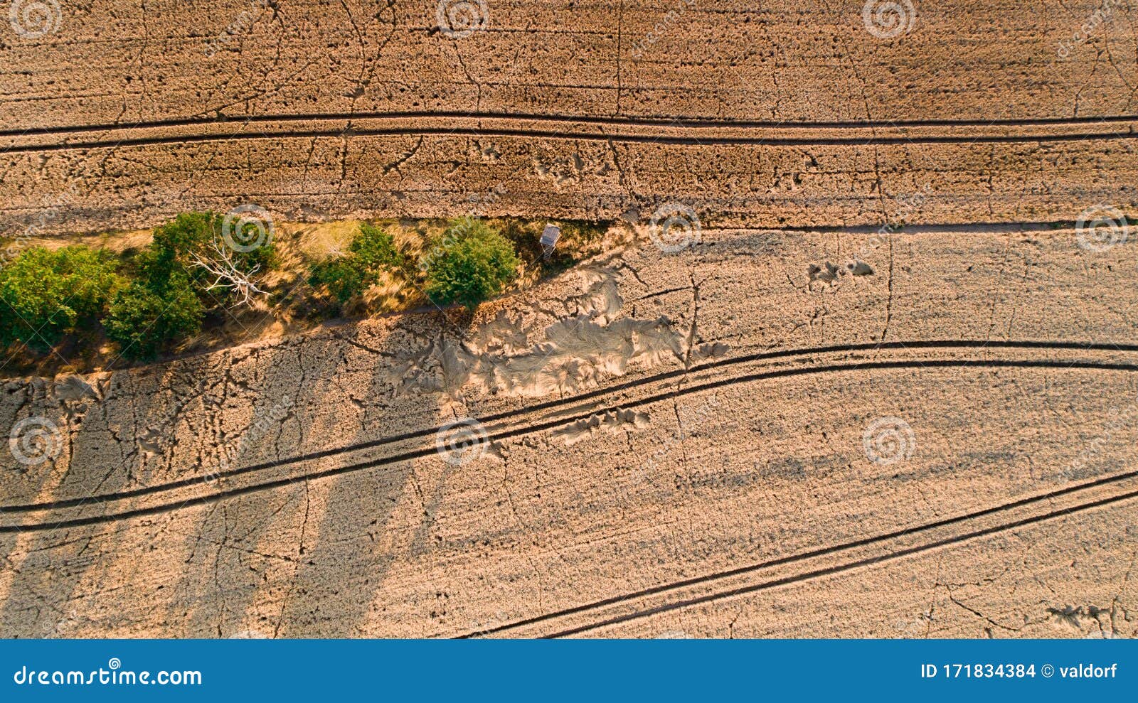 Wheat Field Destroyed by Wild Boars Stock Photo - Image of agriculture ...