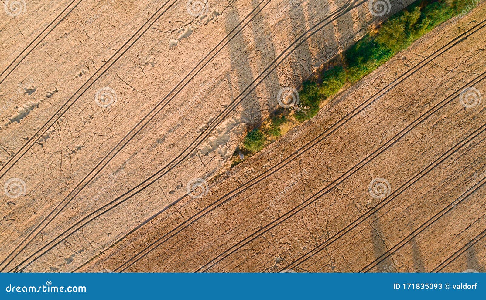 Wheat Field Destroyed by Wild Boars Stock Image - Image of concept ...