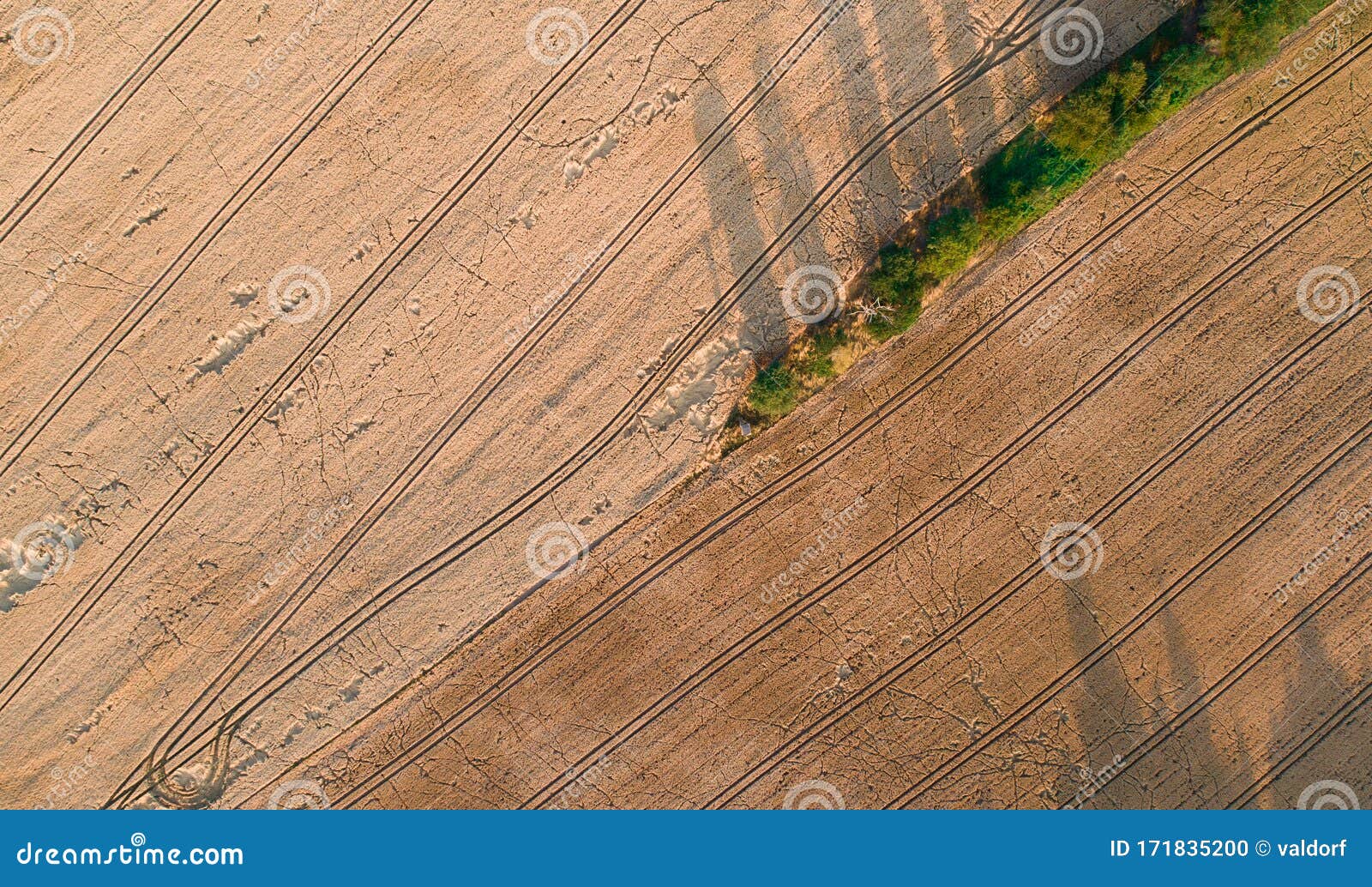 Wheat Field Destroyed by Wild Boars Stock Photo - Image of garden ...