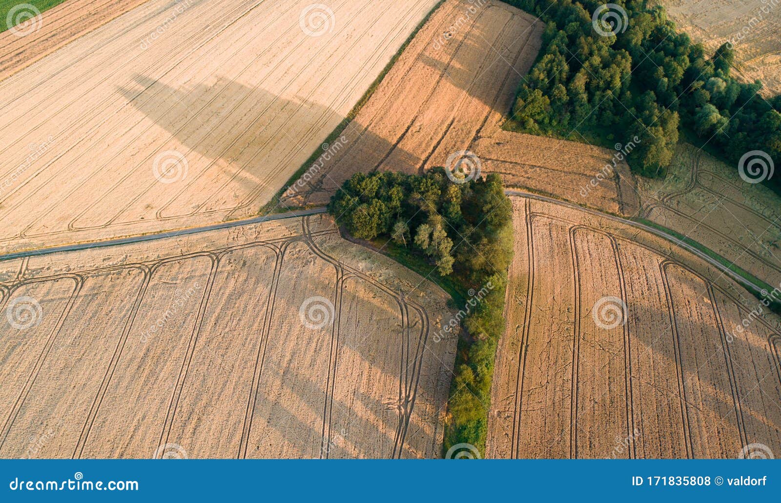 Wheat Field Destroyed by Wild Boars Stock Photo - Image of linen ...