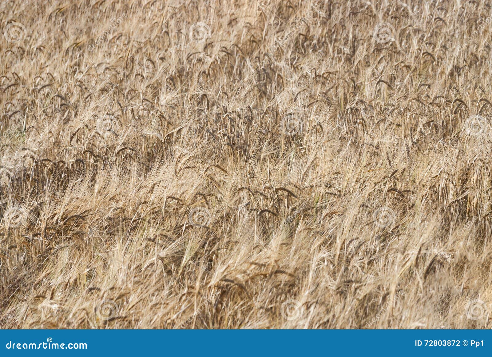 Wheat Field Detail Texture Pattern Stock Photo - Image of wheat ...
