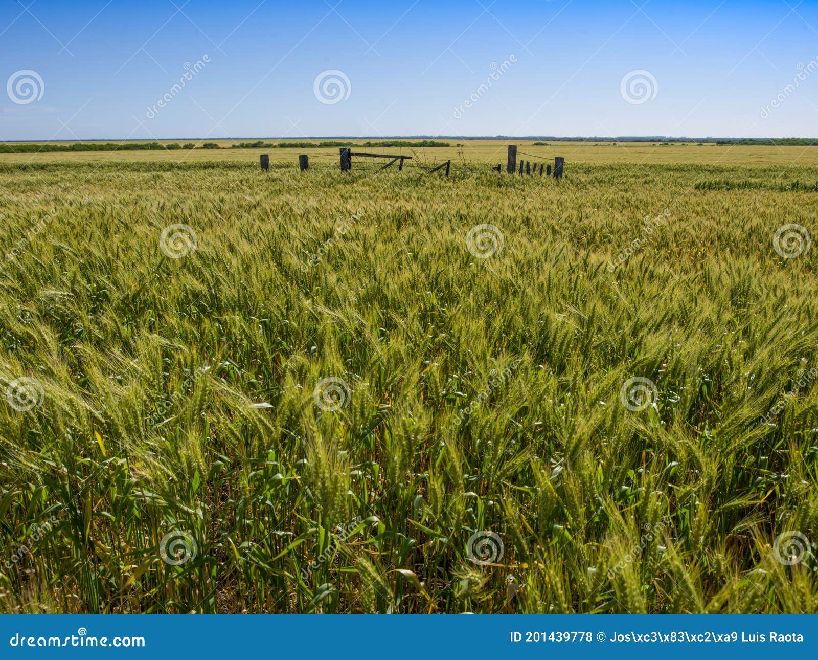 Wheat Field Details, Ready To Harvest Stock Photo - Image of farmland ...