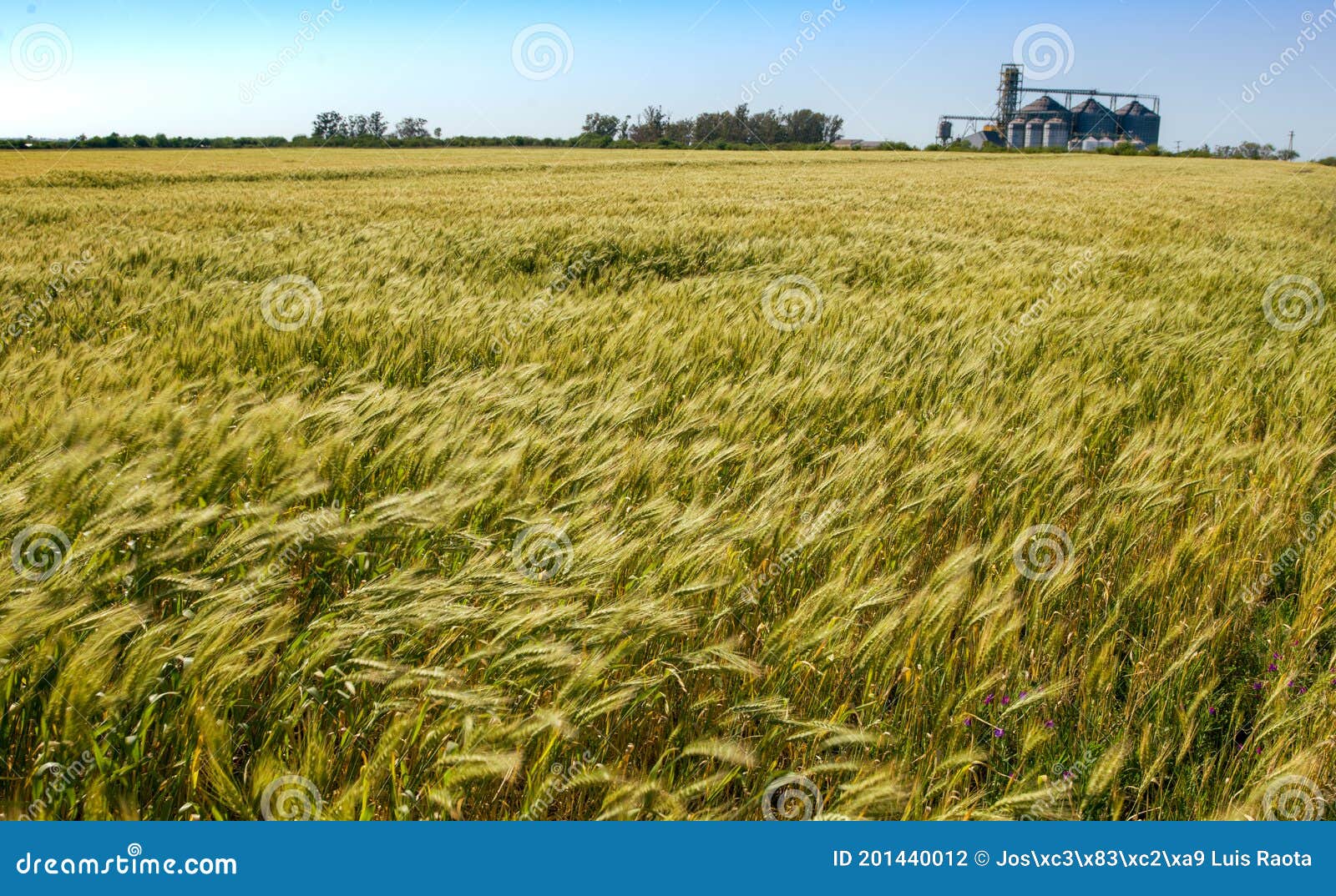Wheat Field Details, Ready To Harvest Stock Photo - Image of cultivated ...