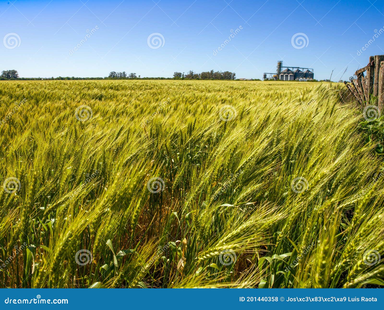 Wheat Field Details, Ready To Harvest Stock Photo - Image of harvest ...