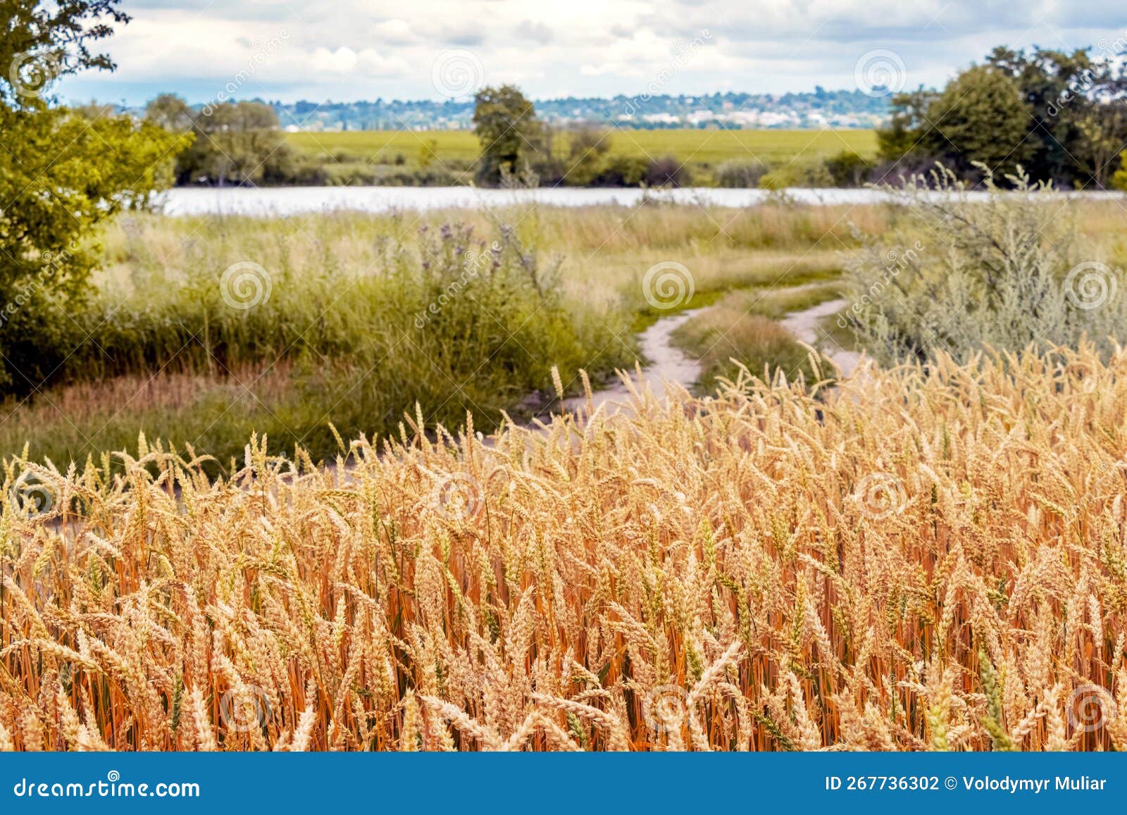 A Wheat Field and a Dirt Road Near the River. Cultivation of Wheat ...