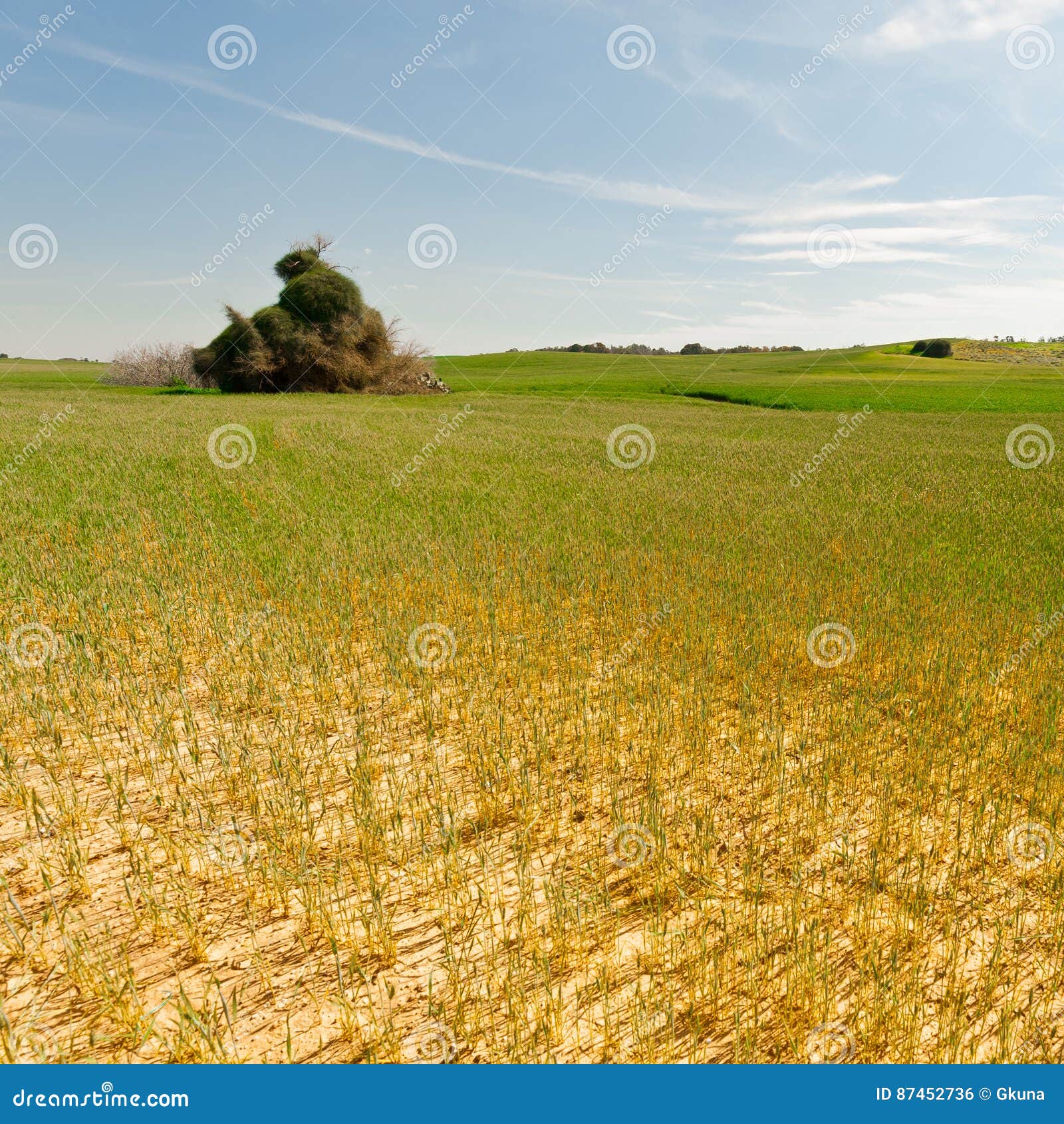 Wheat Field stock photo. Image of land, israel, field - 87452736