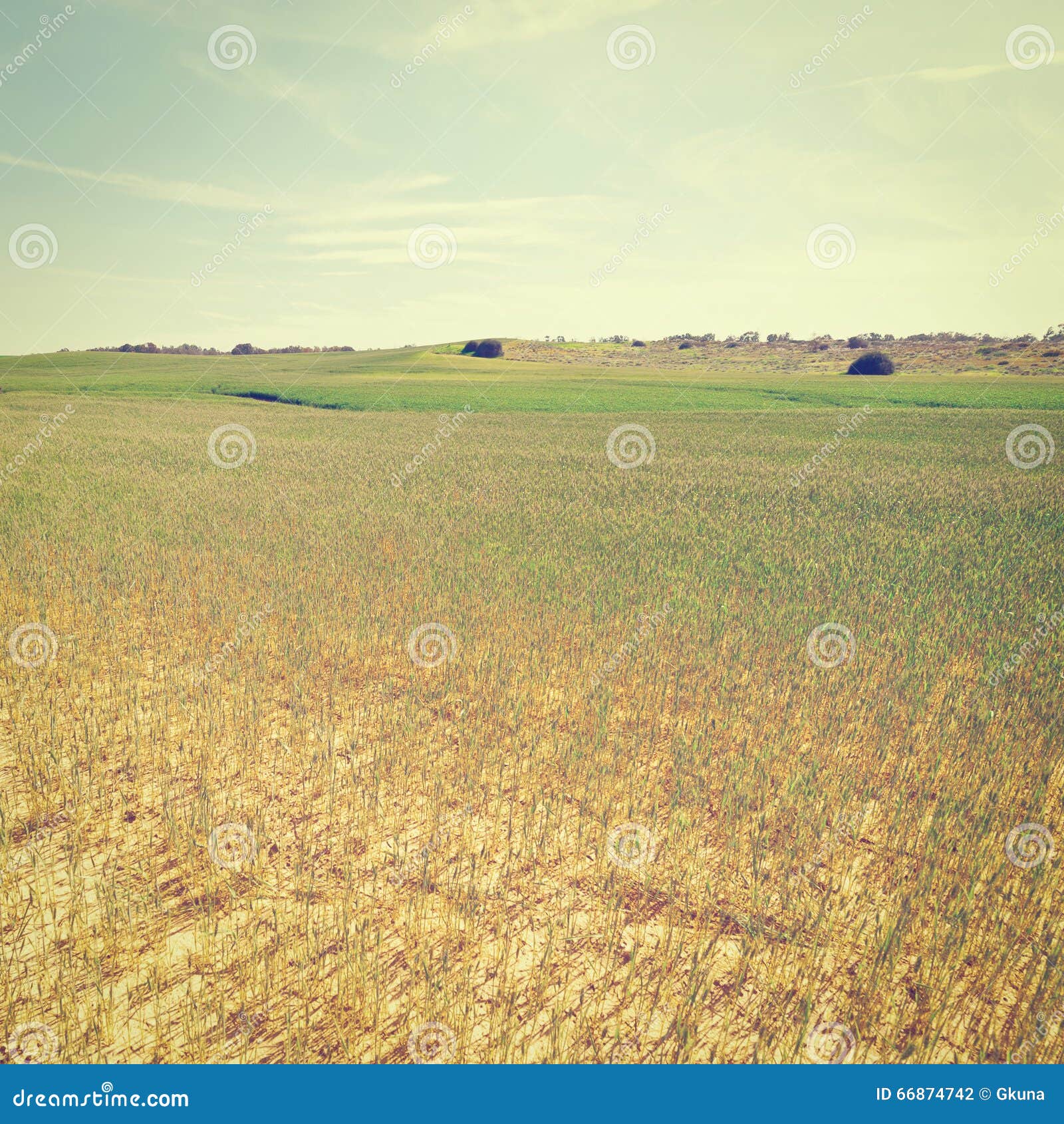 Wheat Field stock photo. Image of earth, israel, instagram - 66874742