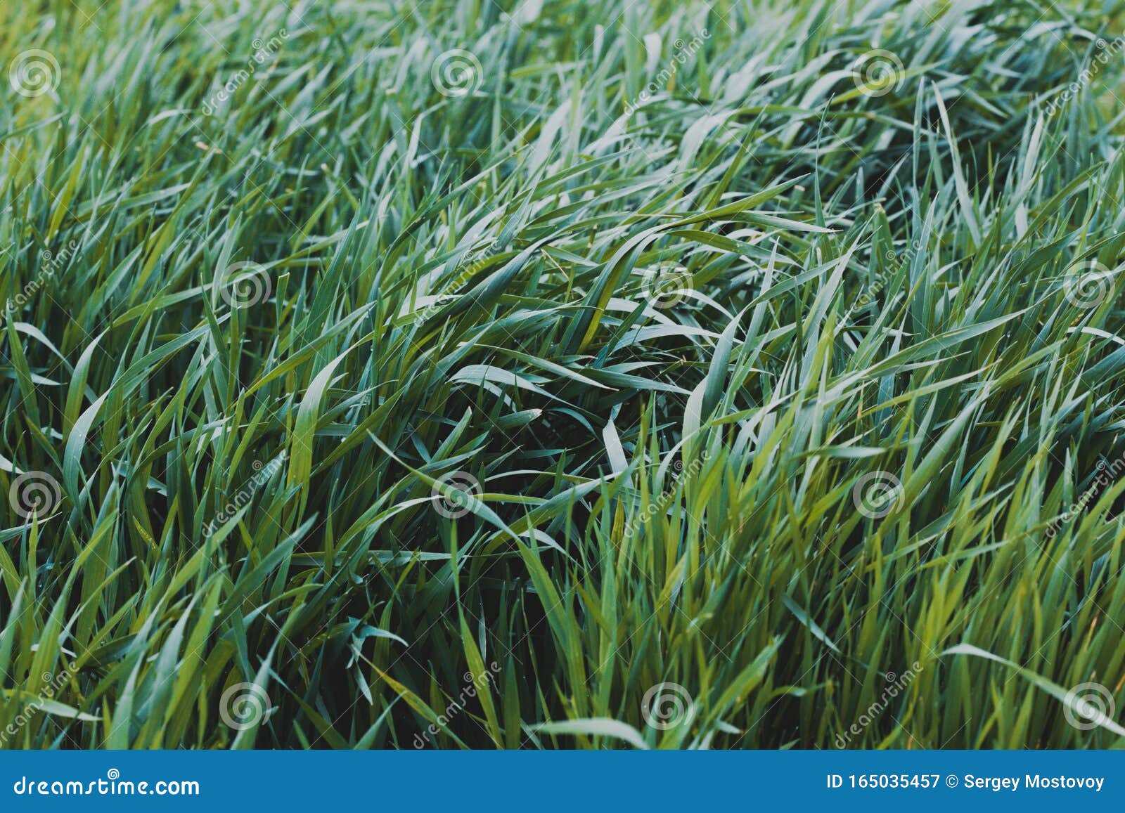 Wheat Field in Early Spring. First Shoots Stock Image - Image of seed ...