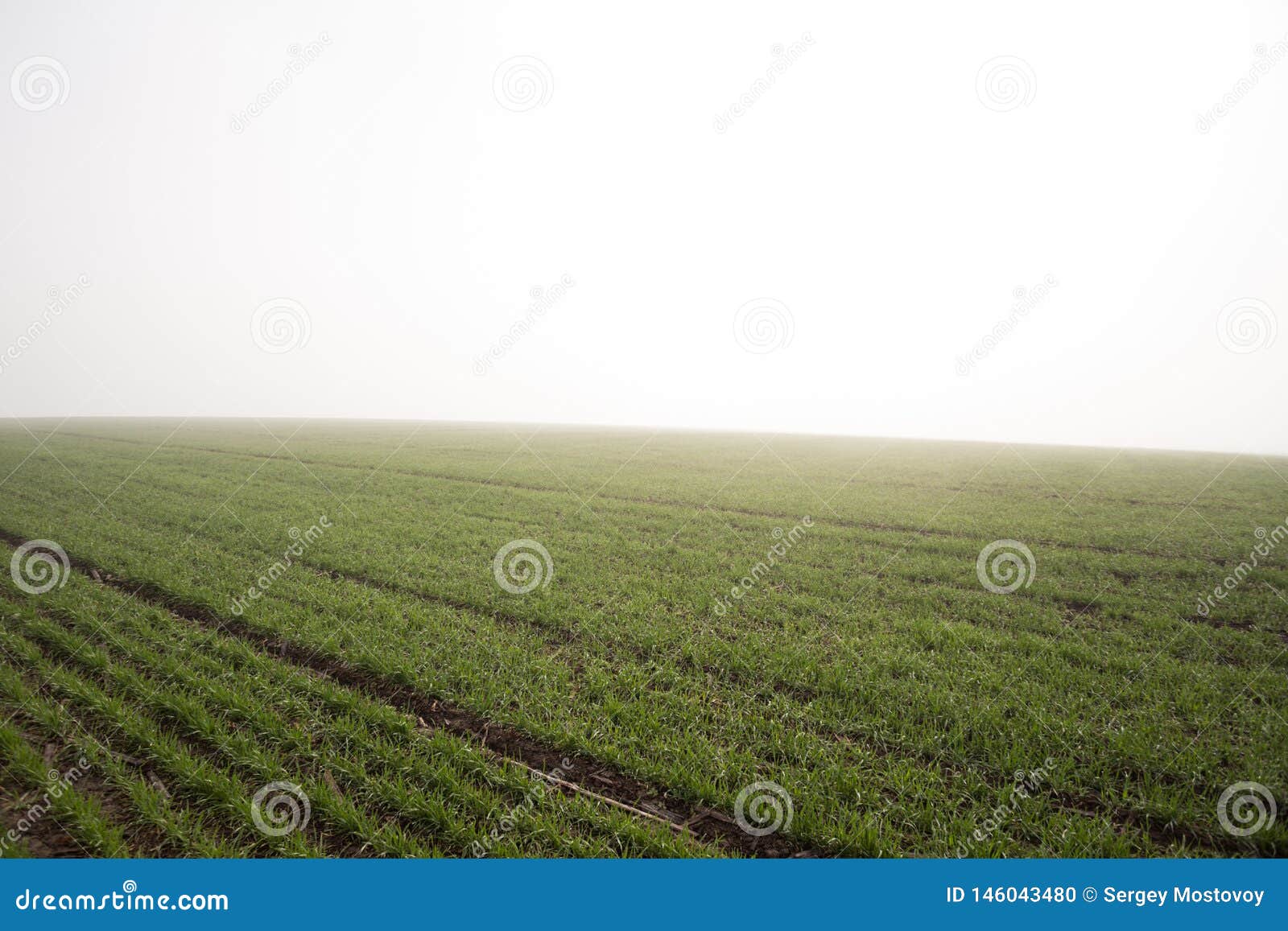 Wheat Field in Early Spring. First Shoots Stock Photo - Image of crop ...