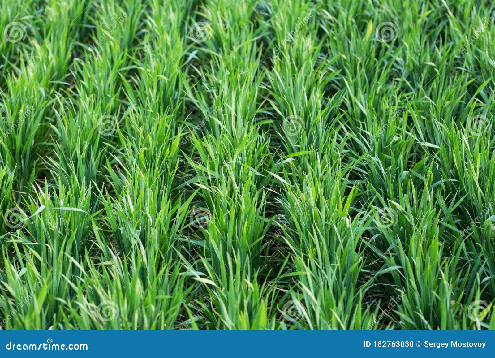 Wheat Field in Early Spring. First Shoots Stock Photo - Image of ...