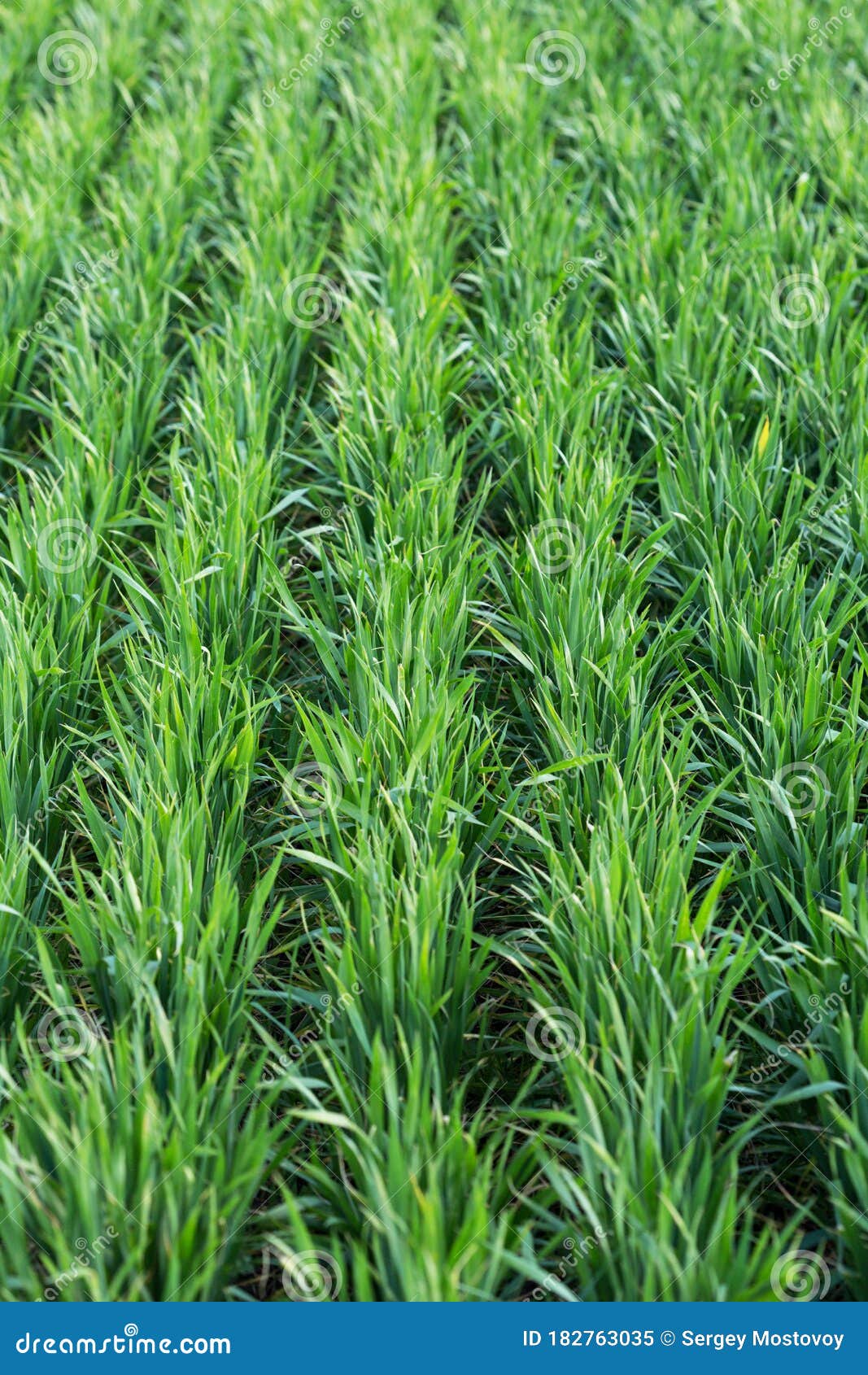 Wheat Field in Early Spring. First Shoots Stock Image - Image of ...