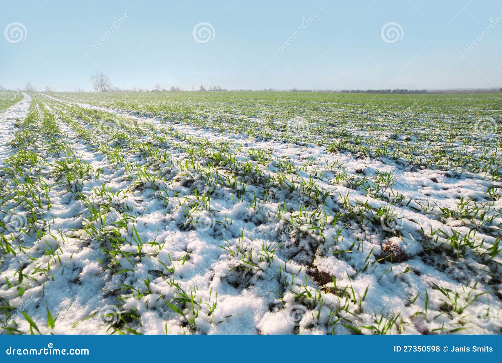 Wheat Field in Early Winter. Stock Photo - Image of land, rural: 27350598