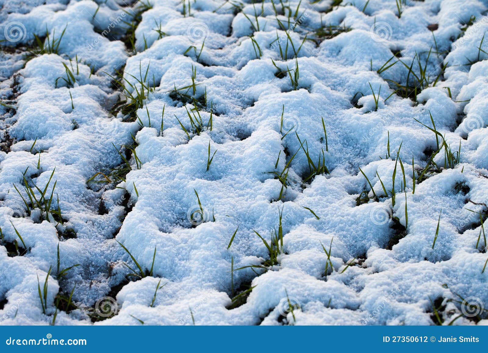Wheat Field in Early Winter. Stock Photo - Image of frost, meadow: 27350612