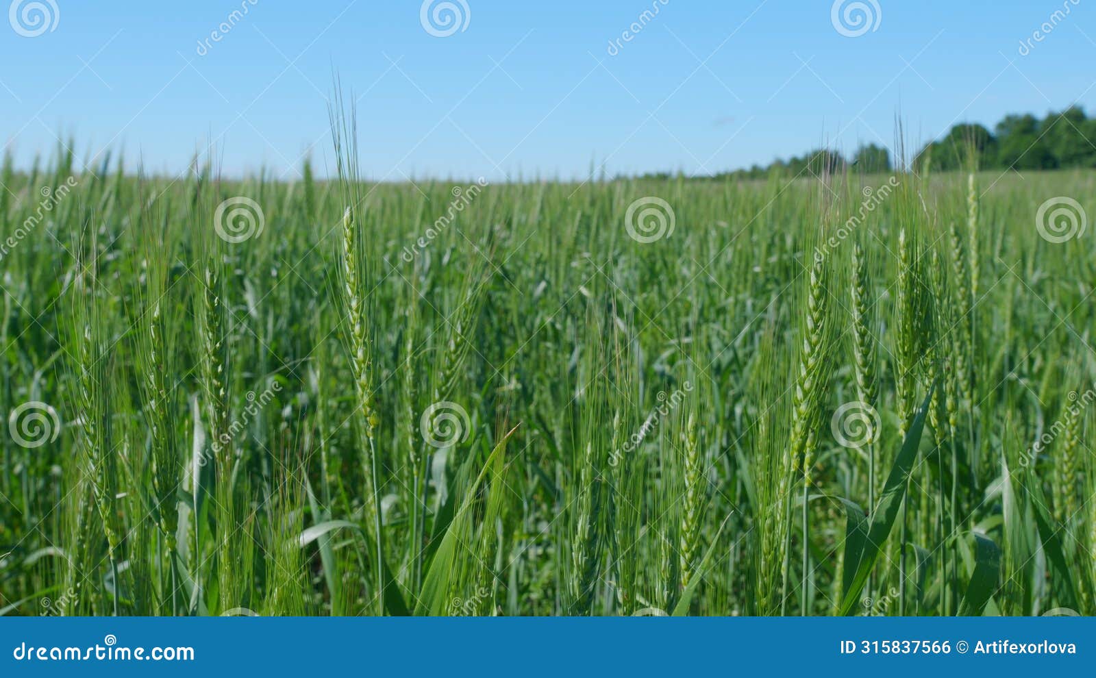 Wheat Field, Ears of Wheat Swaying from the Gentle Wind. Blue Sky and ...