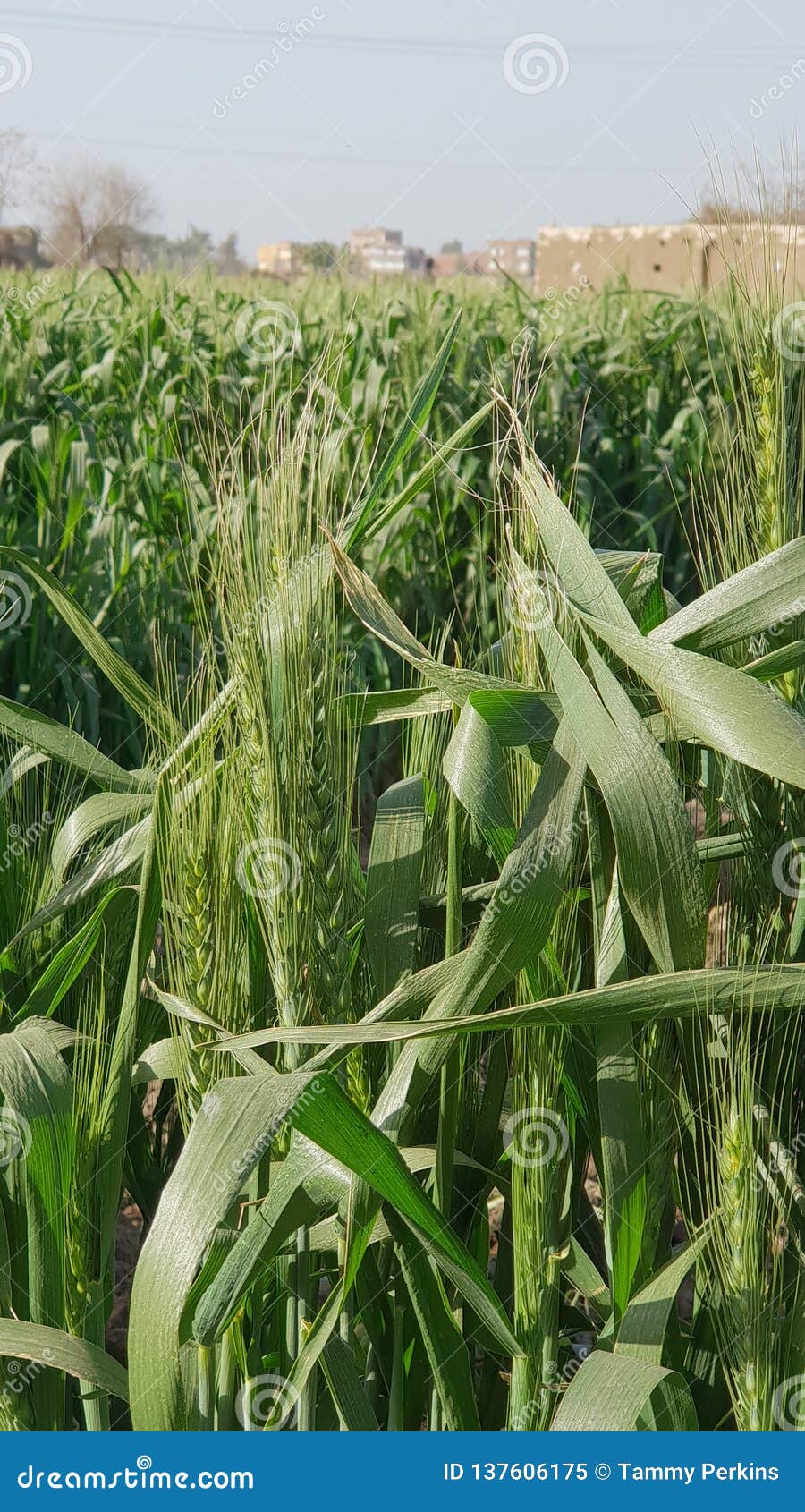 Wheat field in Egypt stock image. Image of egypt, wheat - 137606175