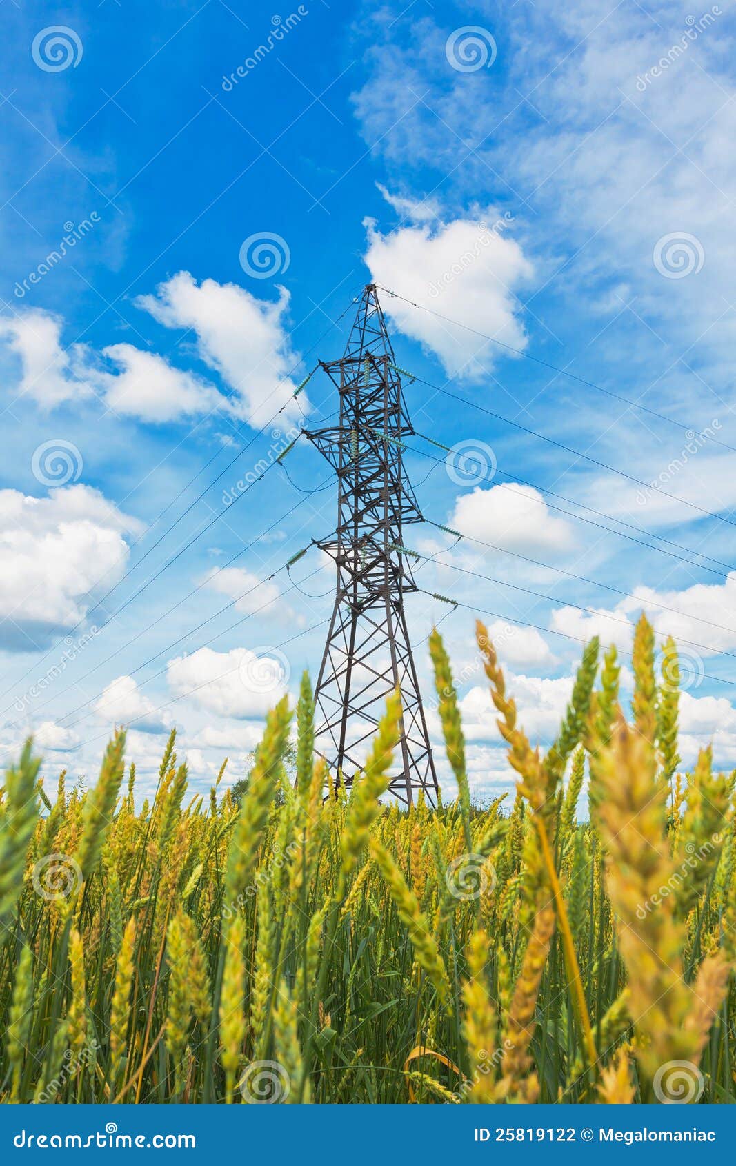Wheat Field and Electrical Powerlines Stock Photo - Image of cord ...