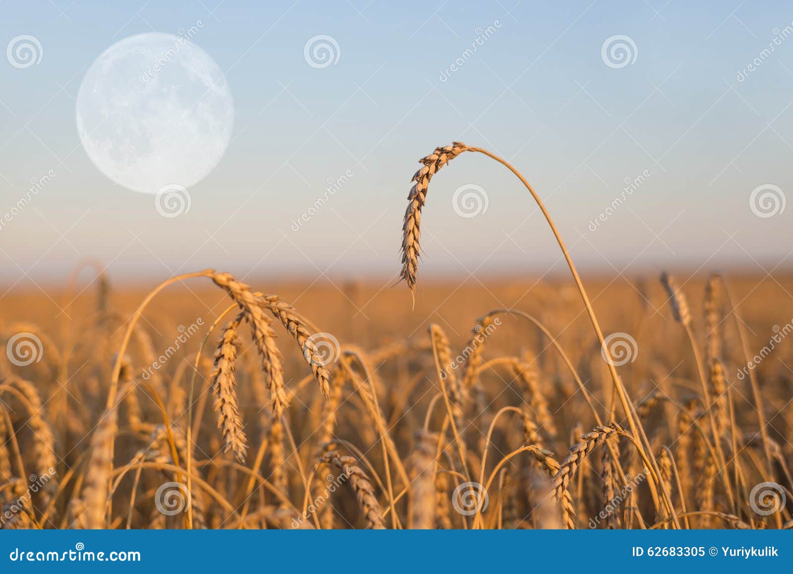 Wheat field at the evening stock image. Image of riches - 62683305
