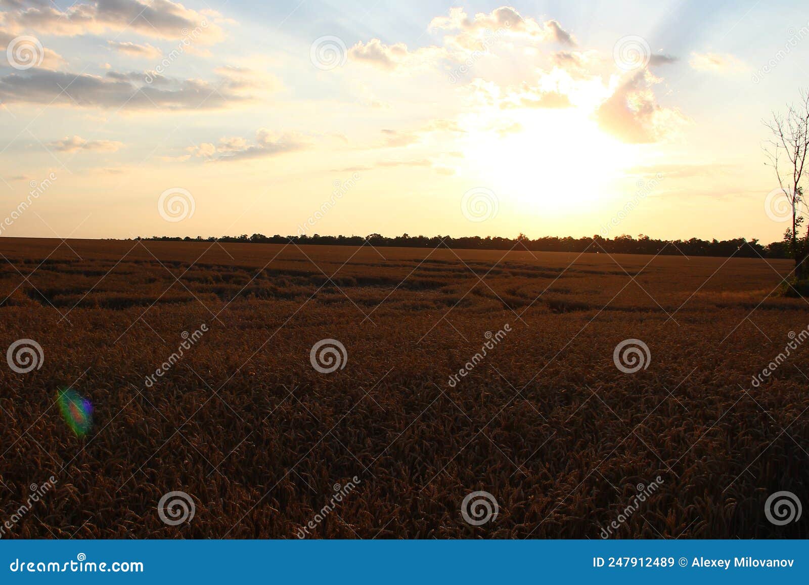 Wheat Field in the Evening at Sunset Stock Image - Image of grain ...