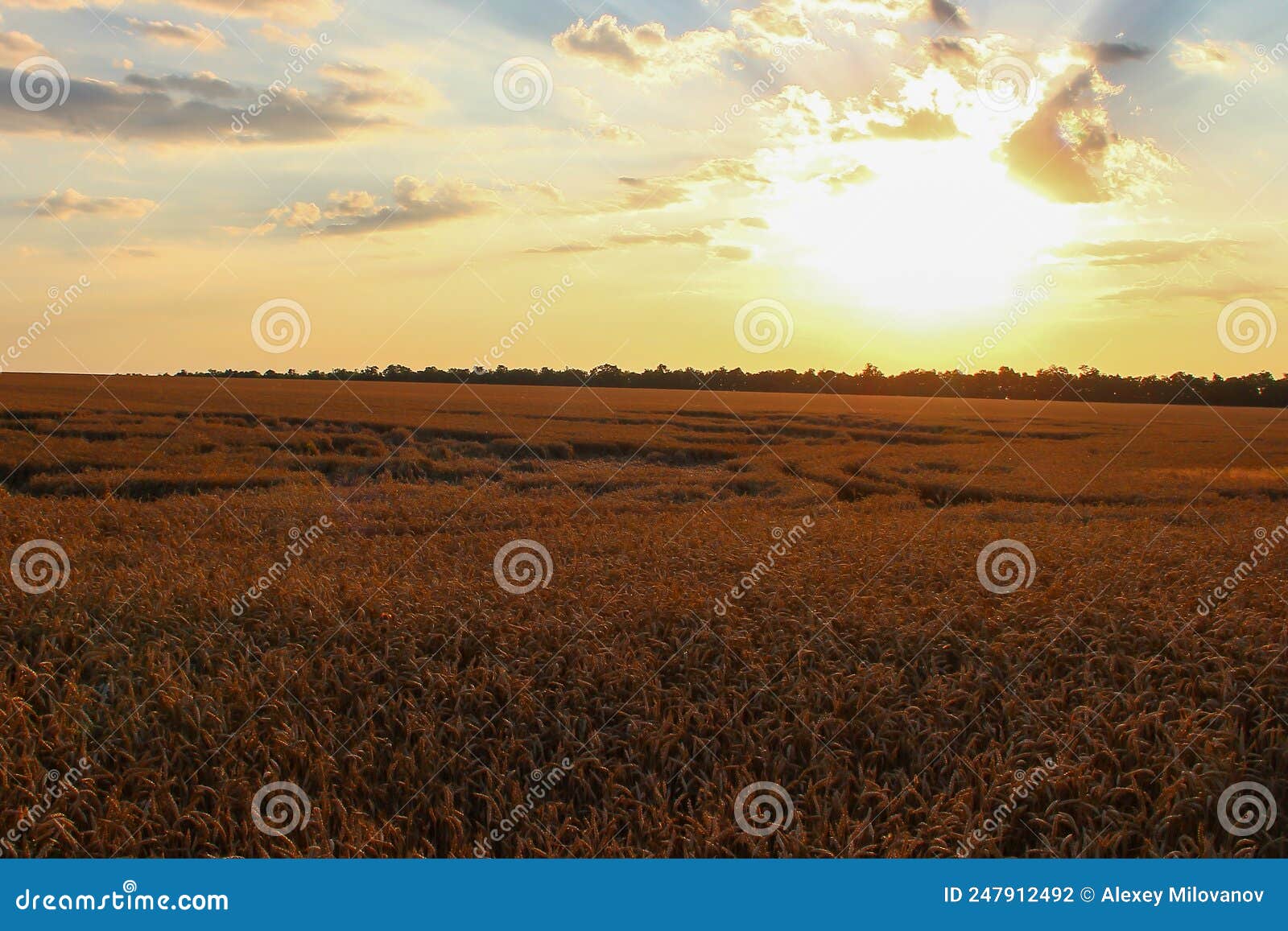 Wheat Field in the Evening at Sunset Stock Photo - Image of bread, farm ...
