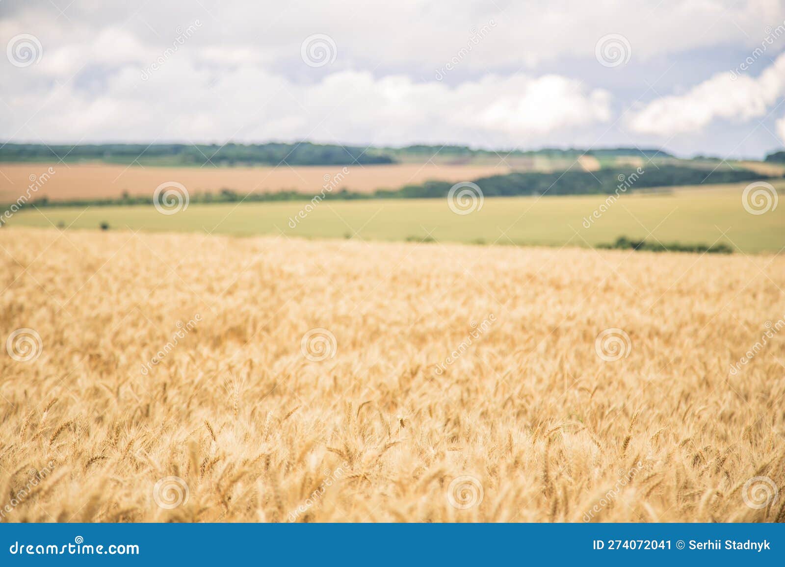 Wheat Field on the Farm, Ears of Barley Stock Image - Image of ...