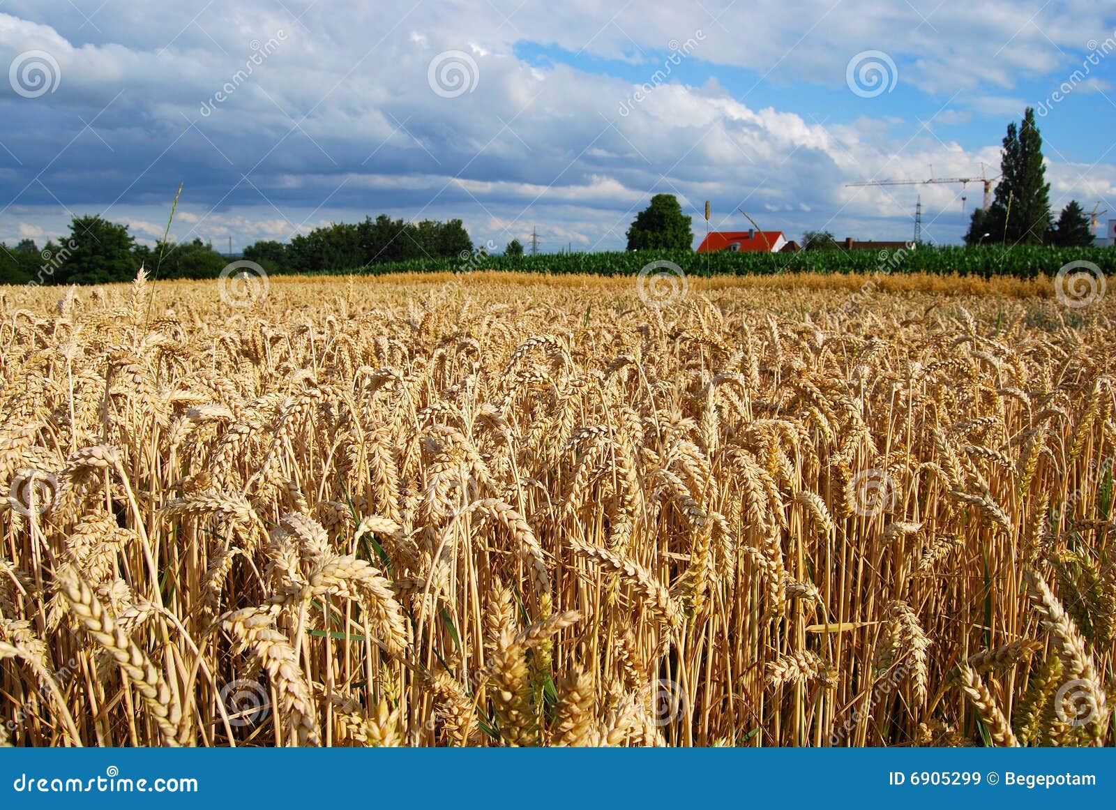 Wheat field and farm house stock image. Image of conservation - 6905299