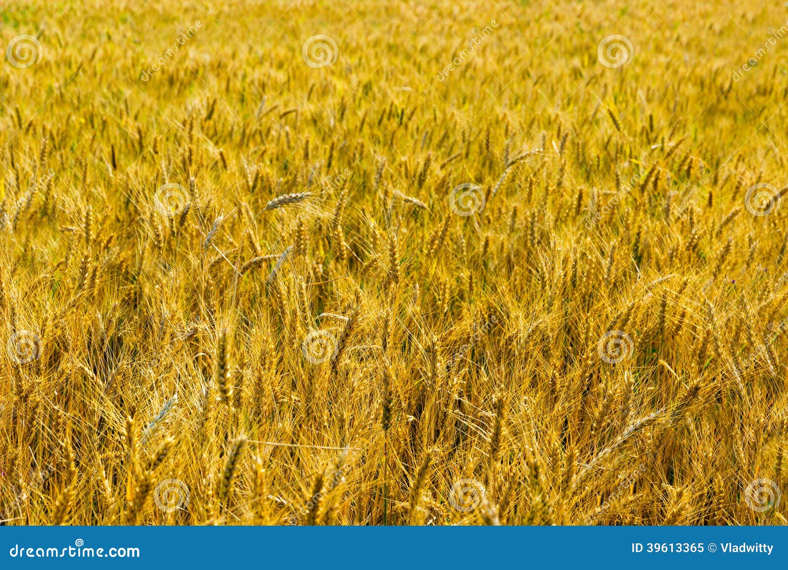 Wheat field stock image. Image of beautiful, beauty, growing - 39613365