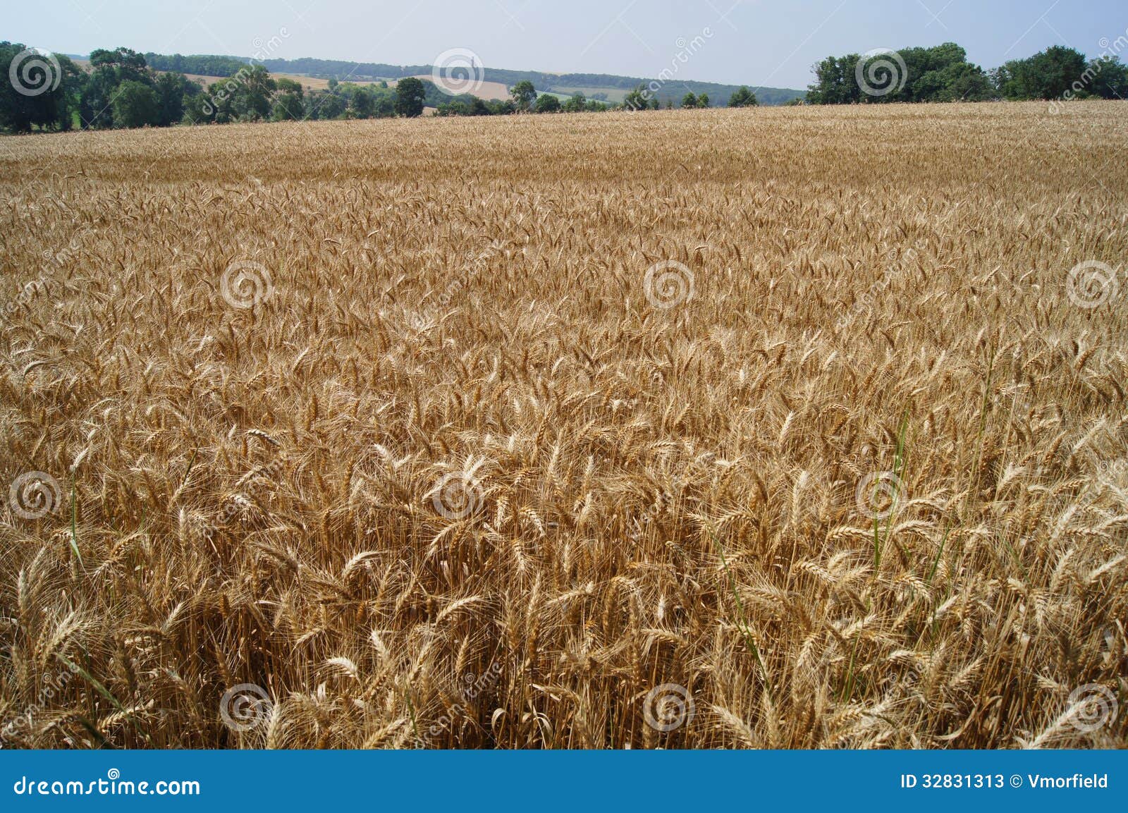 Wheat field stock image. Image of harvest, field, produce - 32831313