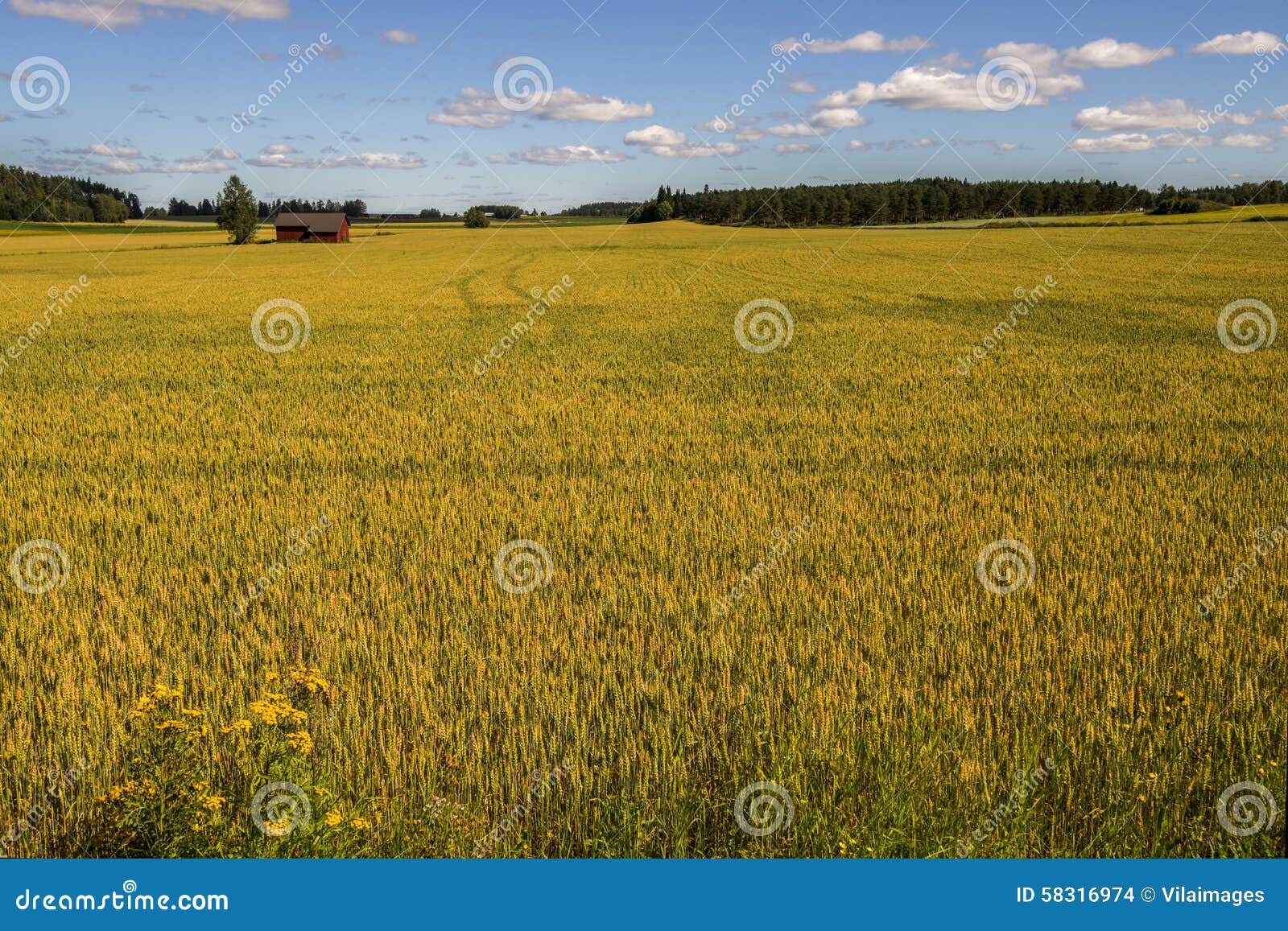 Wheat Field and Farm stock photo. Image of country, color - 58316974
