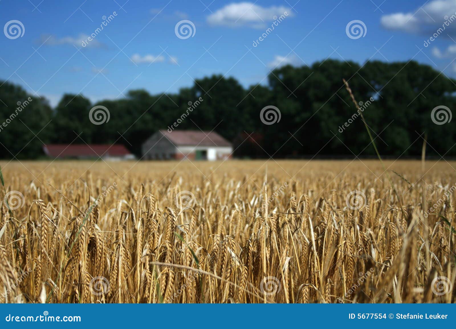 Wheat field with farmhouse stock photo. Image of field - 5677554