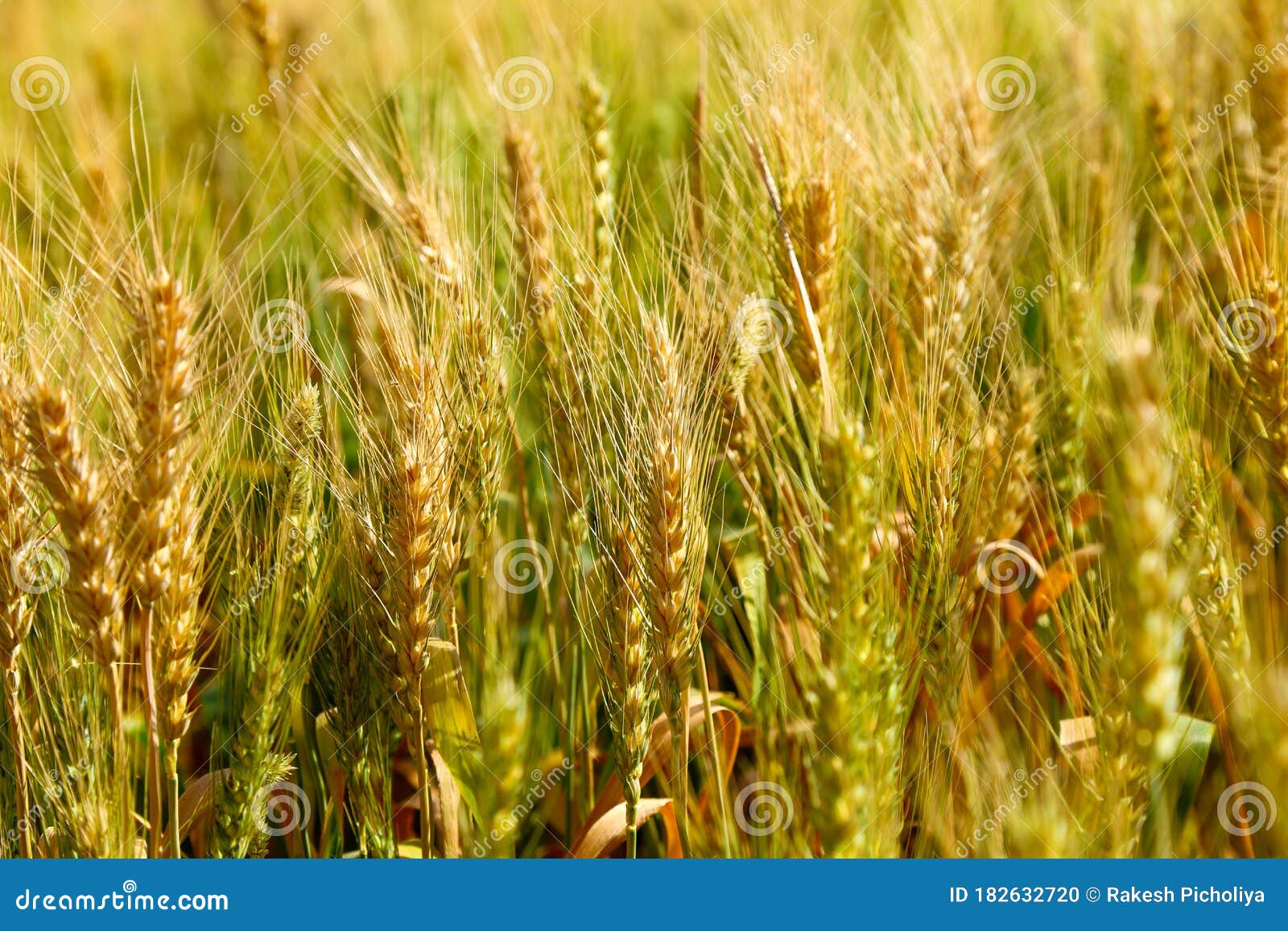 Wheat Field or Wheat Farming Stock Photo - Image of grain, harvest ...