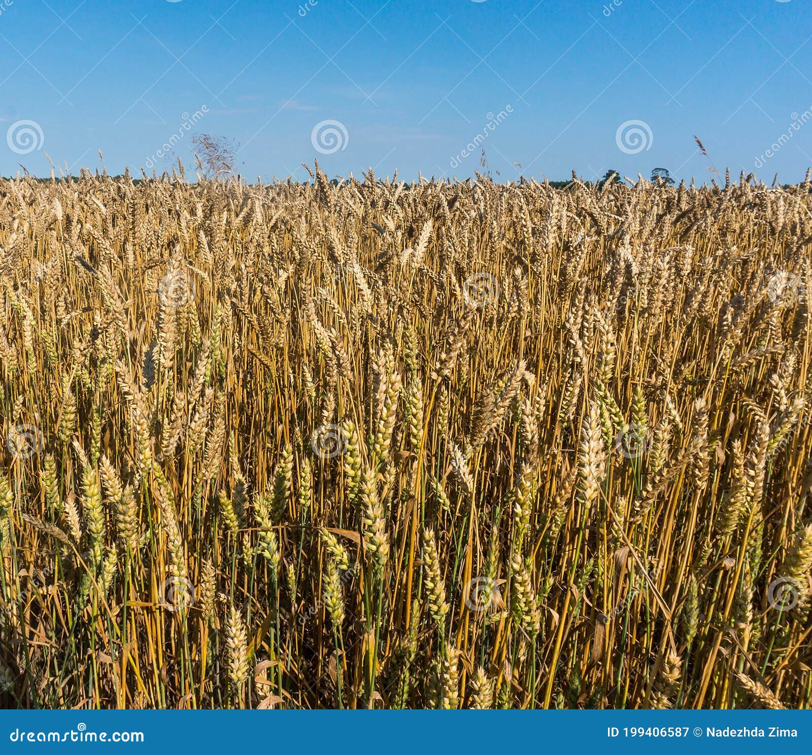 Wheat Field, Farmland, Rye and Wheat are Grazed in the Field Stock ...