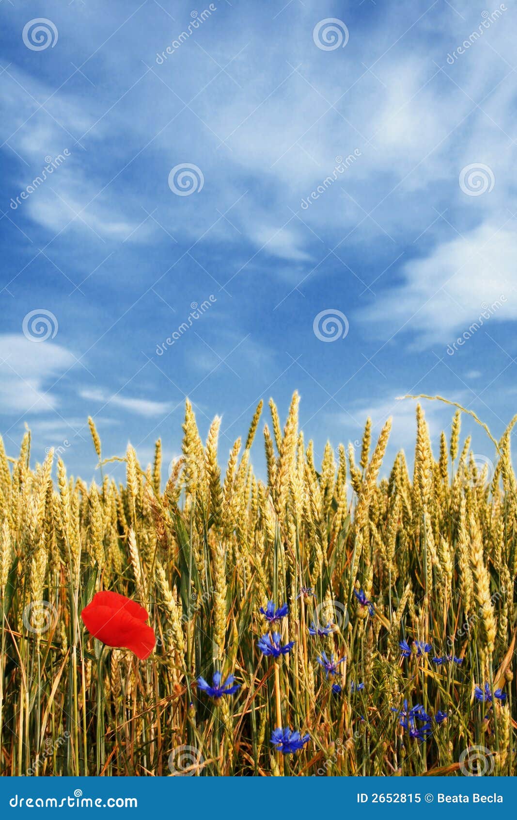 Wheat field with flowers stock image. Image of landscape - 2652815