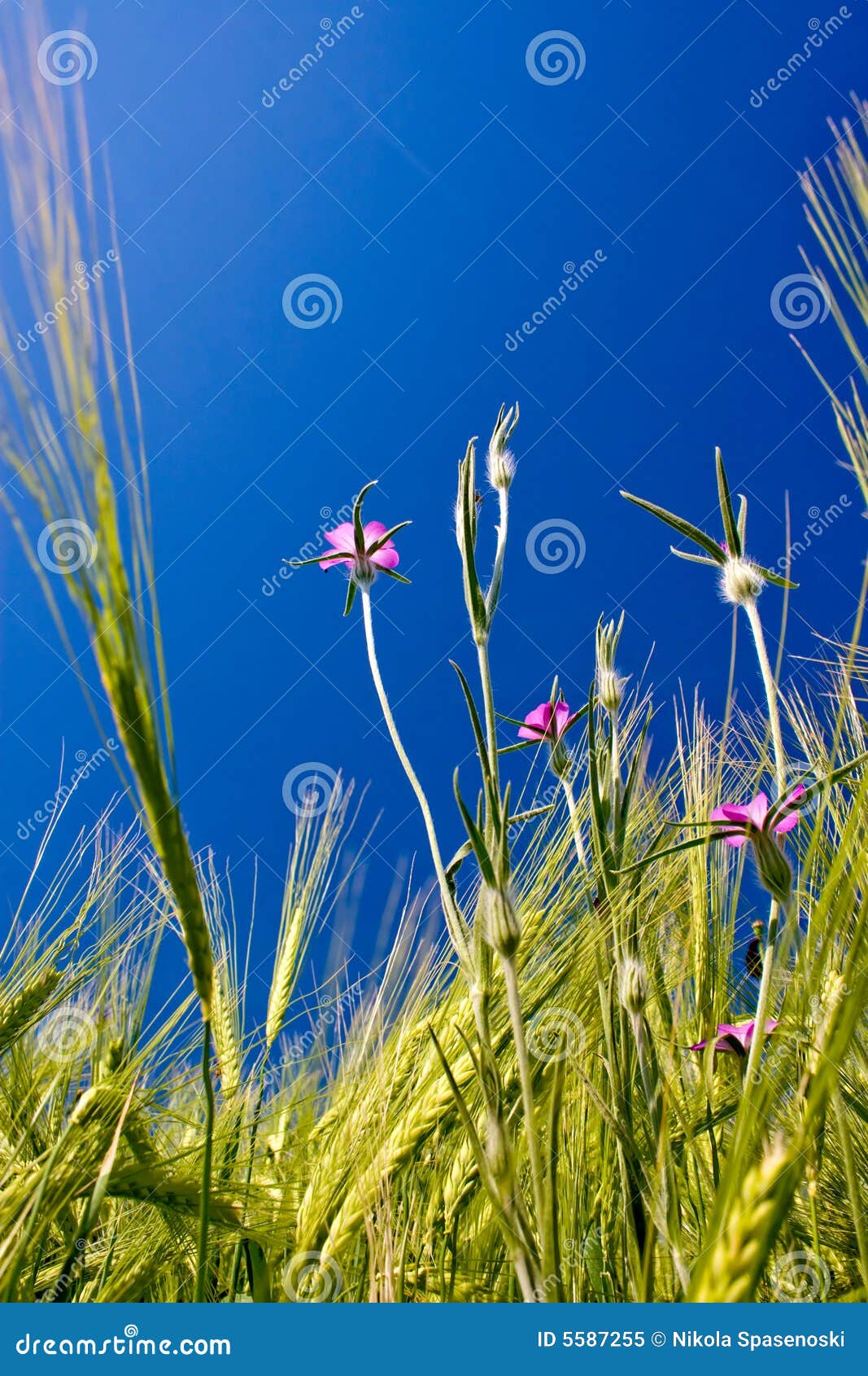 Wheat field with flowers stock image. Image of agriculture - 5587255