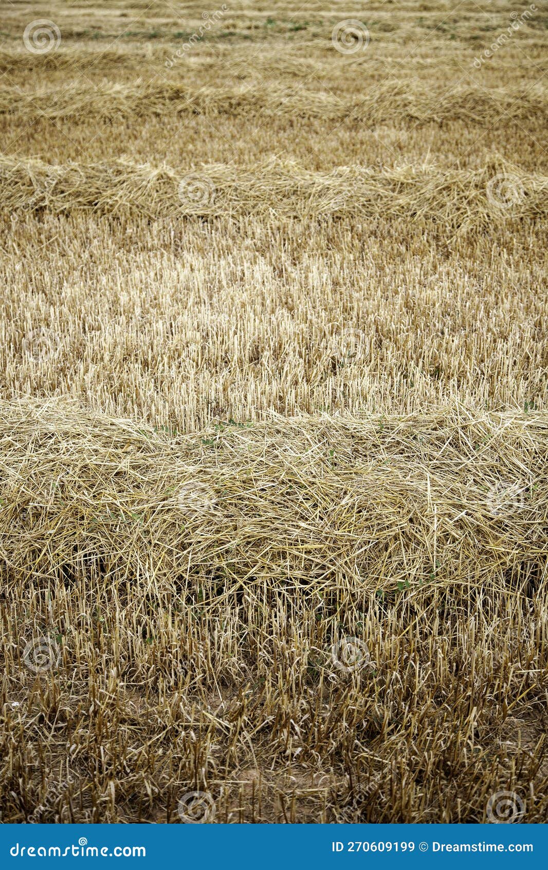 Wheat Field with Fresh Grain Stock Image - Image of plant, healthy ...
