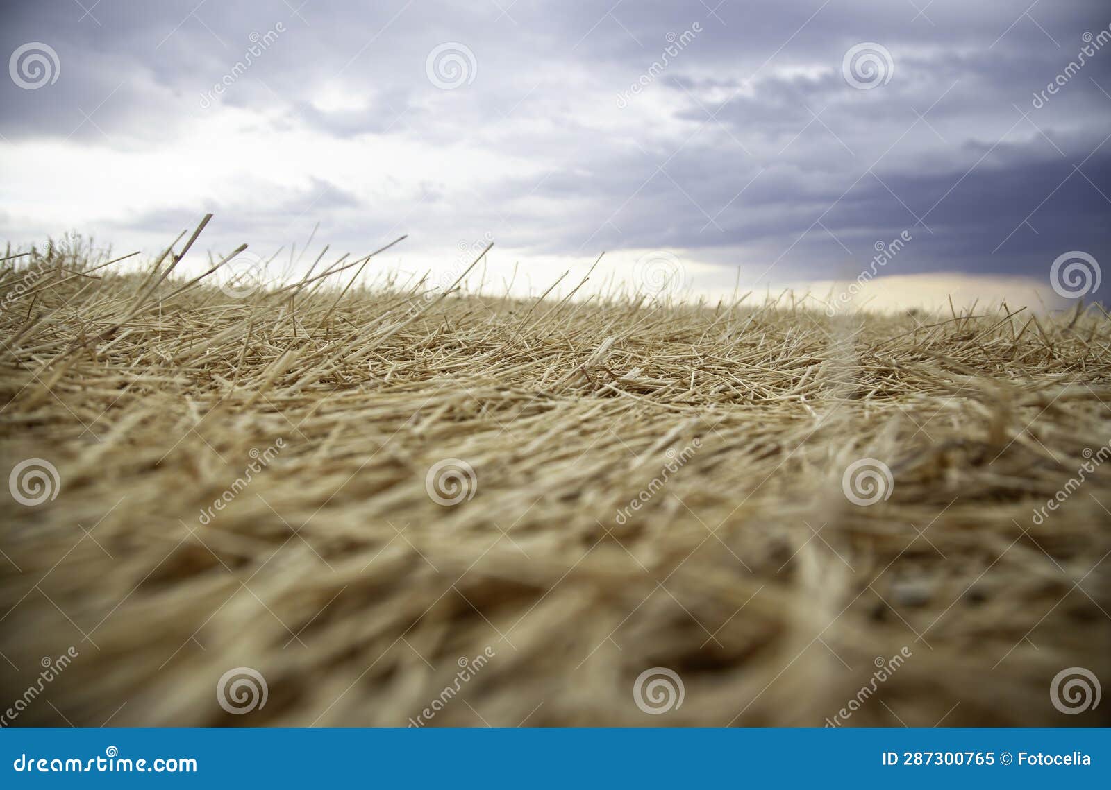 Wheat Field with Fresh Grain Stock Image - Image of stem, organic ...