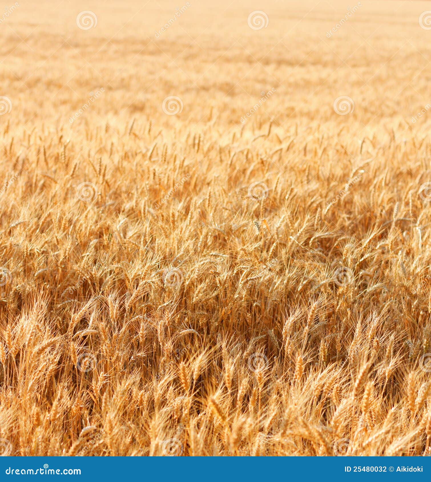 Wheat Field with Fully Ripe Wheat Stock Photo - Image of harvest, macro ...